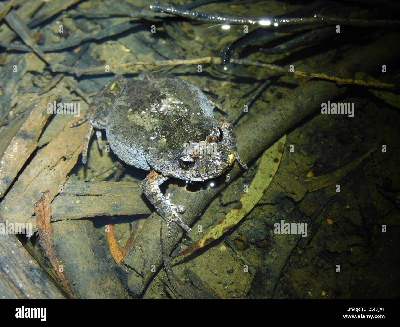 Common Eastern Froglet (Crinia signifera), Amphibia, Hobart TAS ...