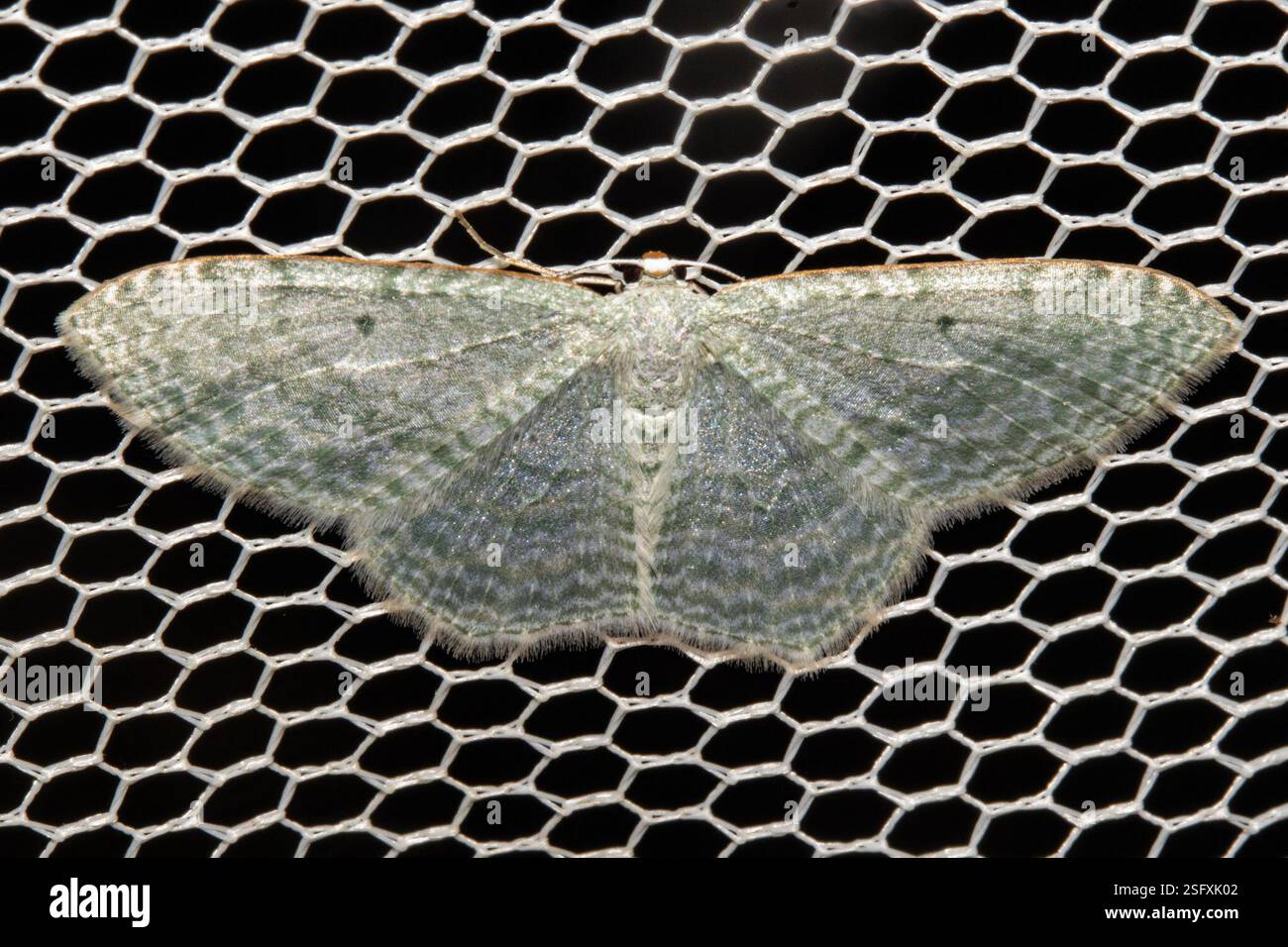 Native cranberry moth (Poecilasthena pulchraria), Insecta, Southland ...