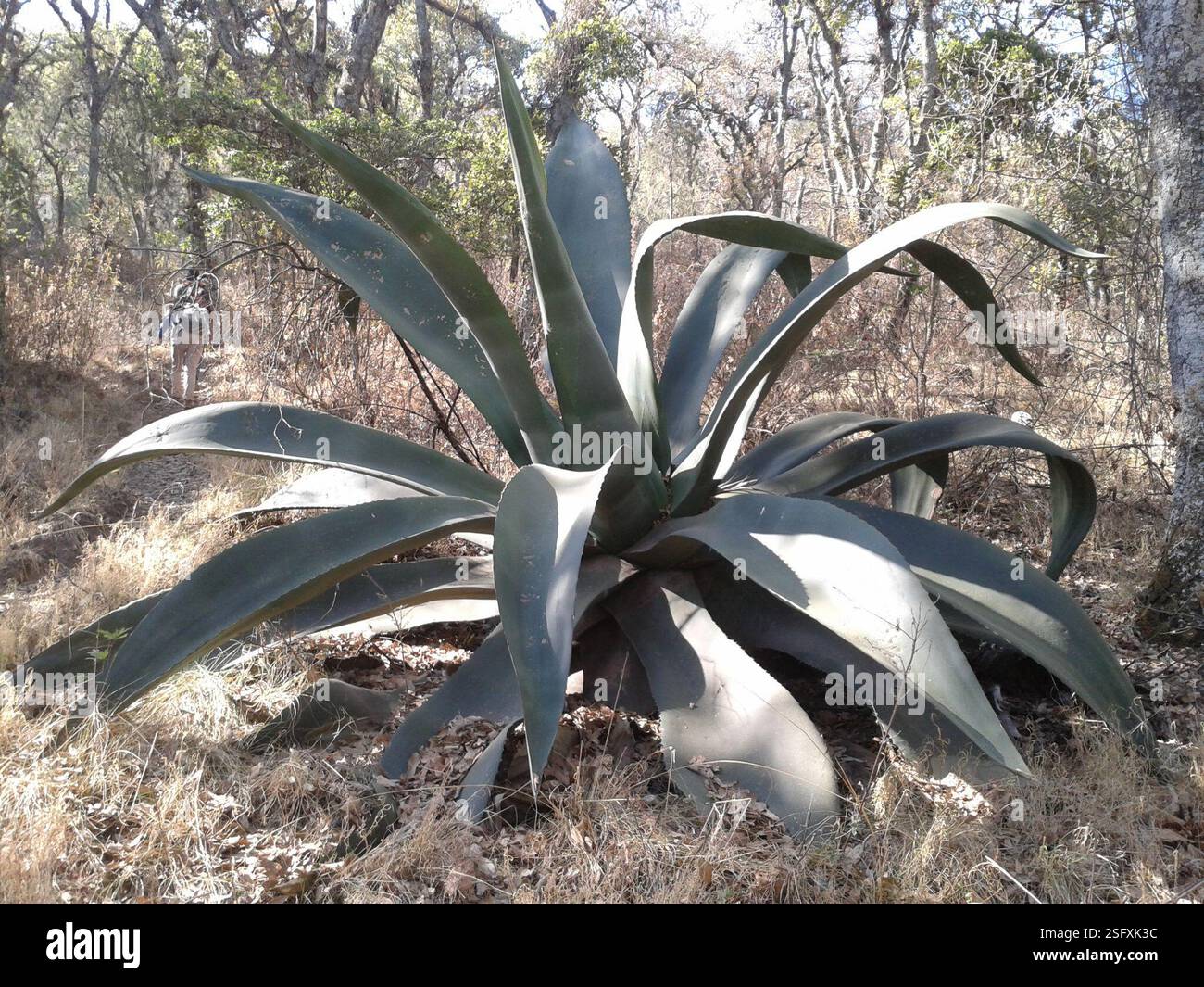 Pulque agave (Agave salmiana), Plantae, Amozoc de Mota, Puebla, Mexico ...