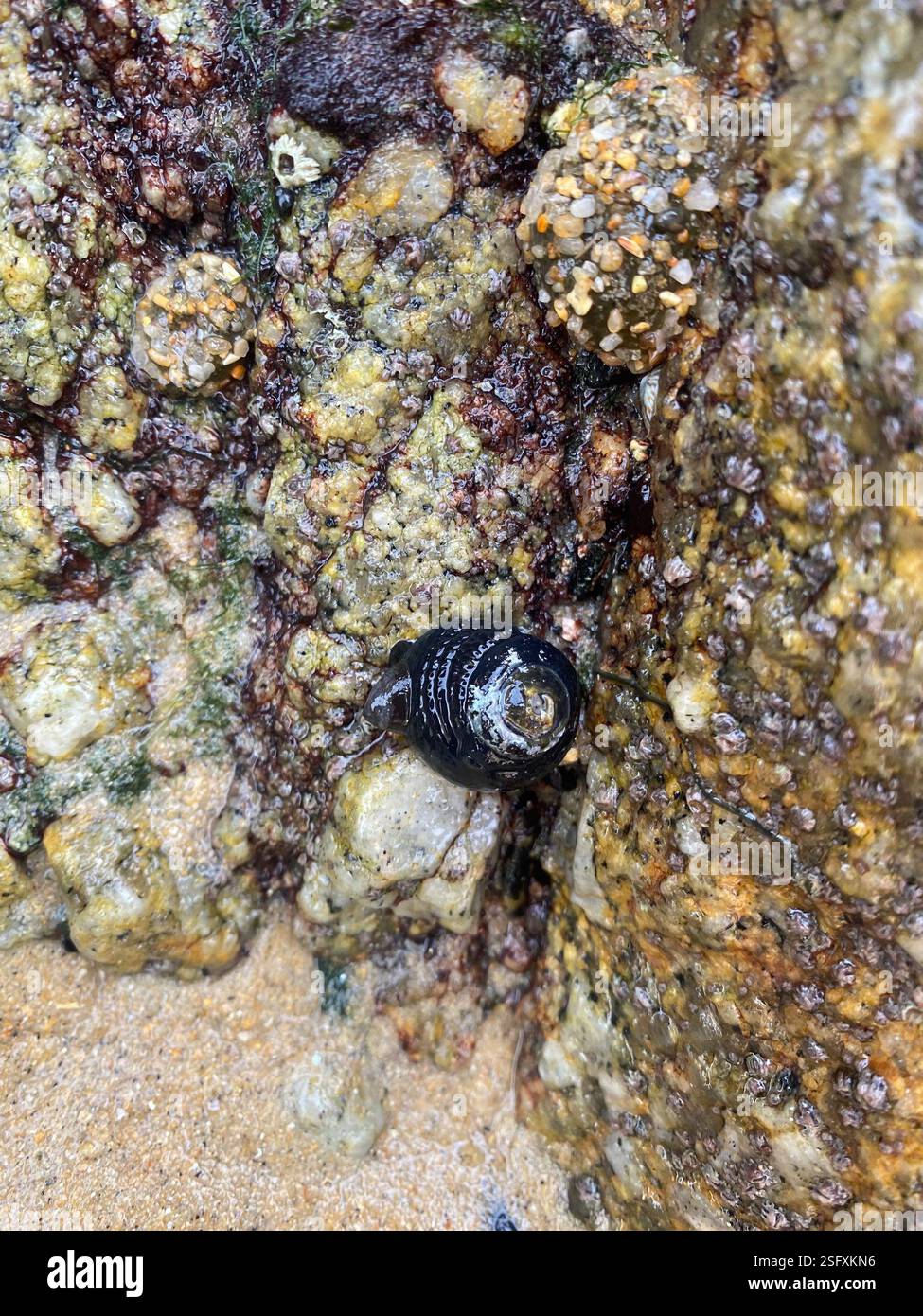 Black Tegula (Tegula funebralis), Mollusca, San Carlos Beach, Monterey ...