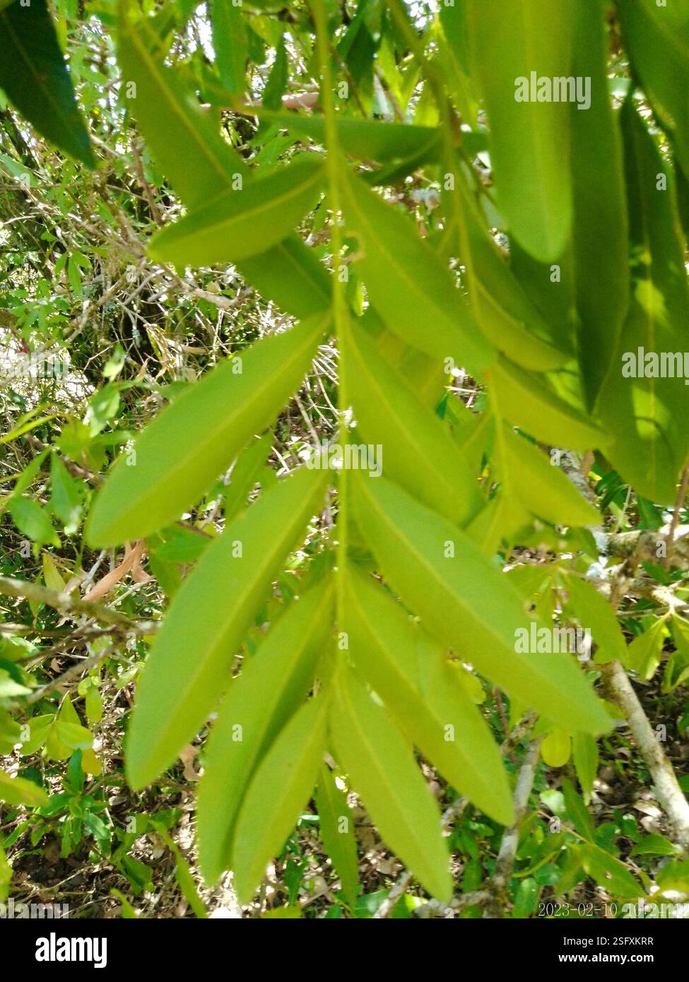 (Matayba elaeagnoides), Plantae, 37000 Departamento de Cerro Largo ...
