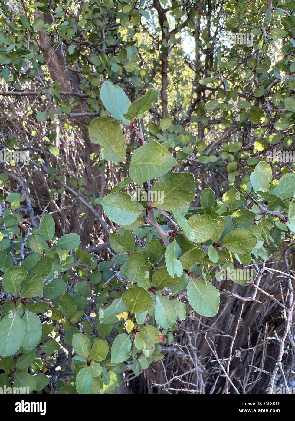 Desert Apricot (Prunus fremontii), Plantae, Anza-Borrego Desert State ...
