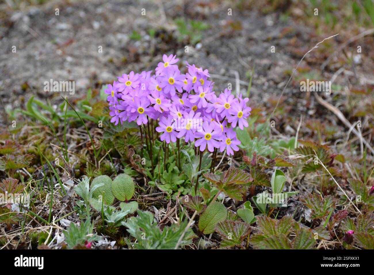 Slender Primrose (Primula borealis), Plantae, Чукотский автономный ...