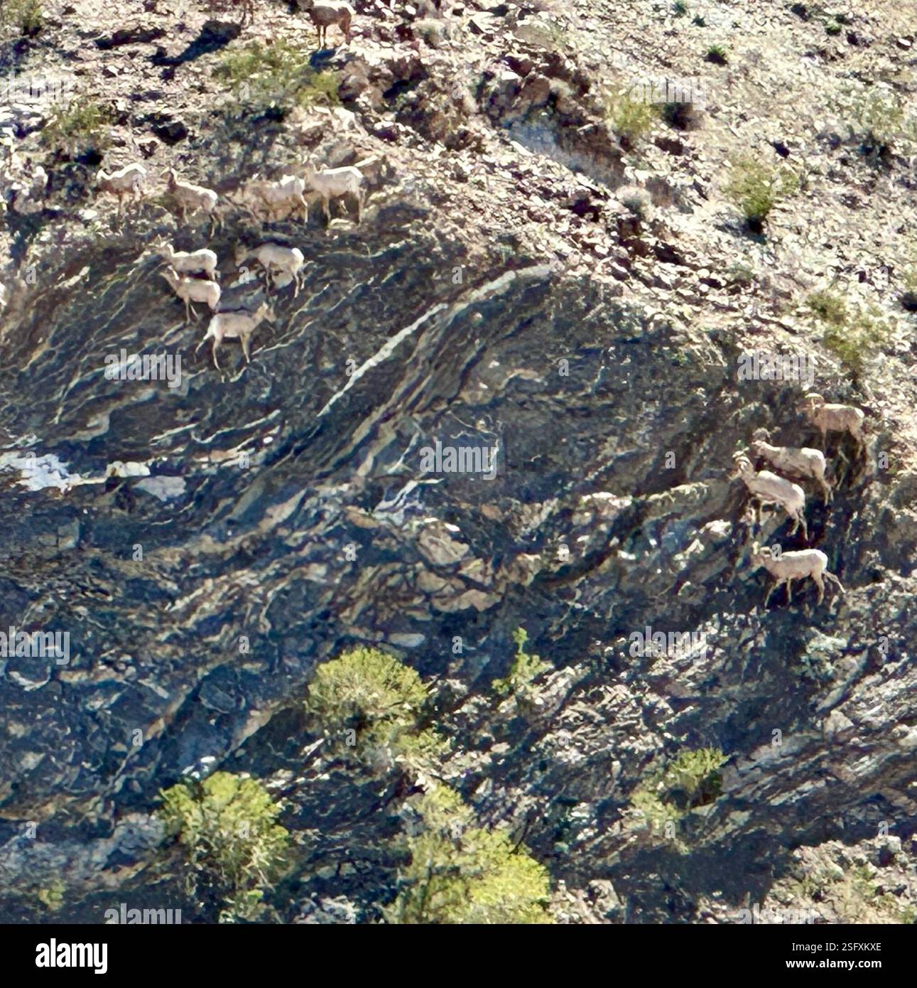 Desert Bighorn Sheep (Ovis canadensis nelsoni), Mammalia, Riverside ...
