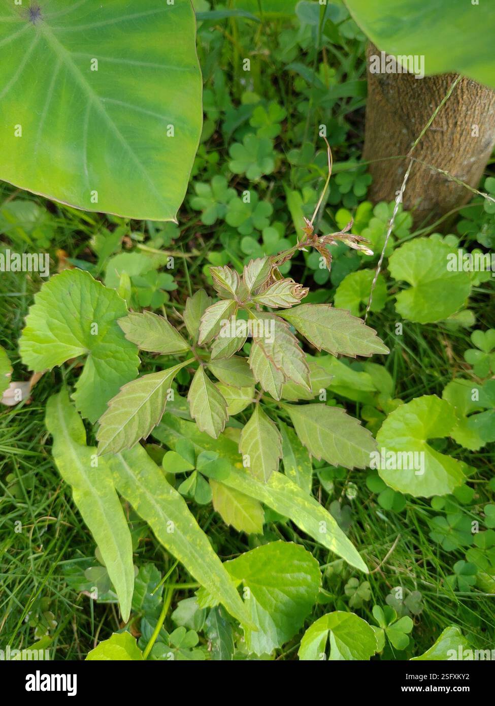 Bushkiller (Causonis japonica), Plantae, 830, Taiwan, 高雄市鳳山區和興里 Stock ...