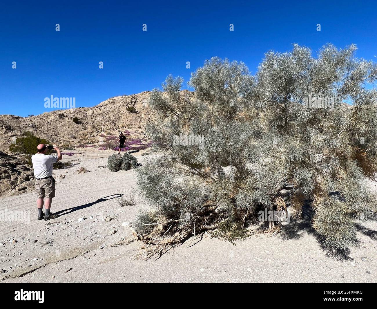 Smoke Tree (Psorothamnus spinosus), Plantae, Anza-Borrego Desert State ...