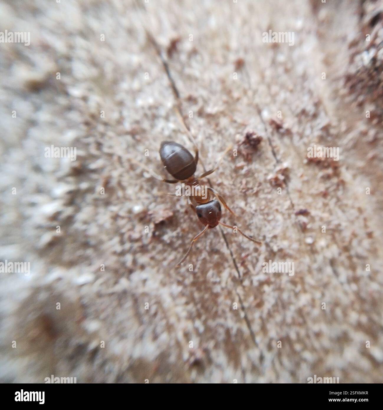 Brown Tree Ant (Lasius brunneus), Insecta, ul. Vishneva, 1164 Borisova ...
