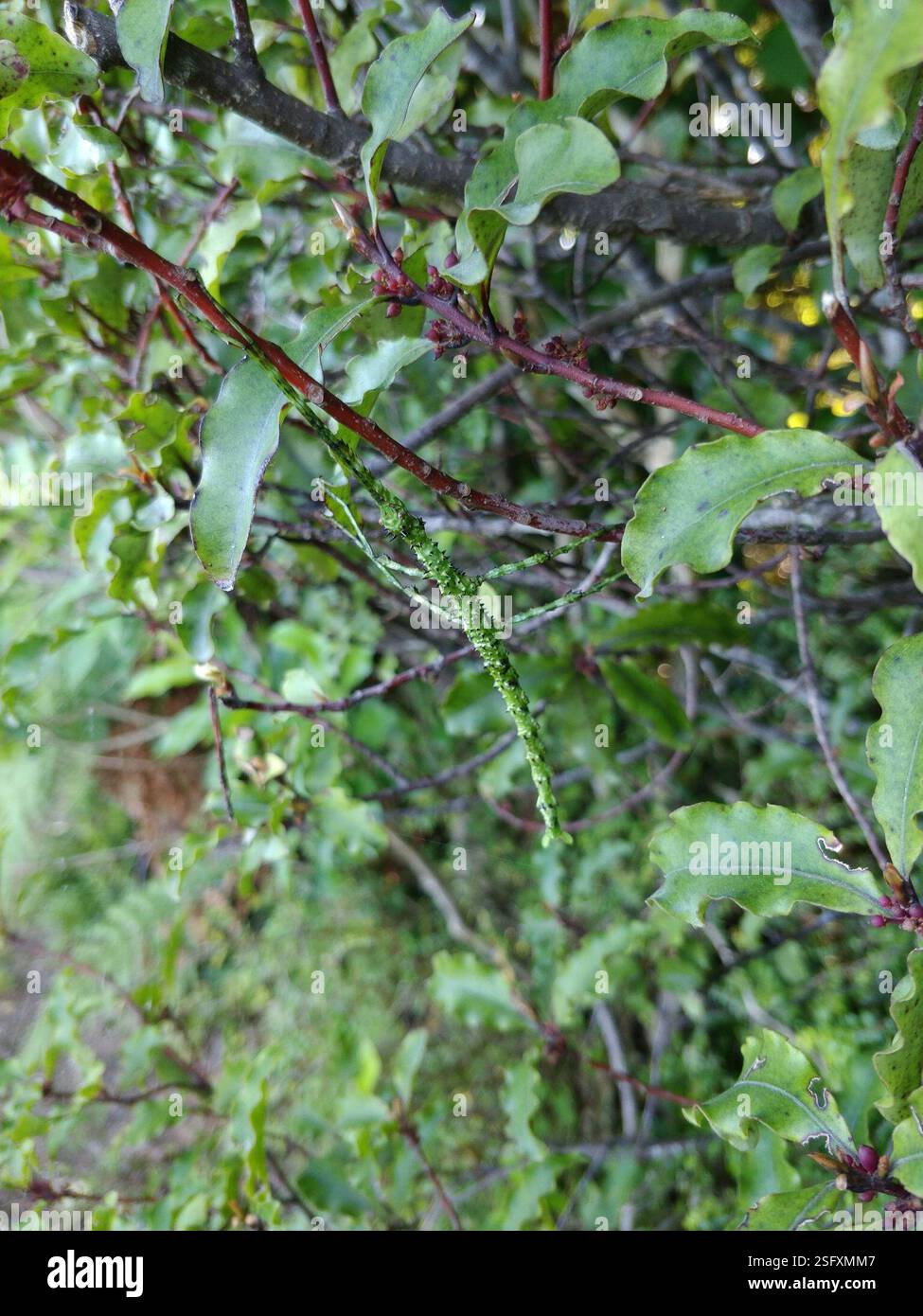 Prickly Stick Insect (Acanthoxyla prasina), Insecta, Westland, NZ-WC ...