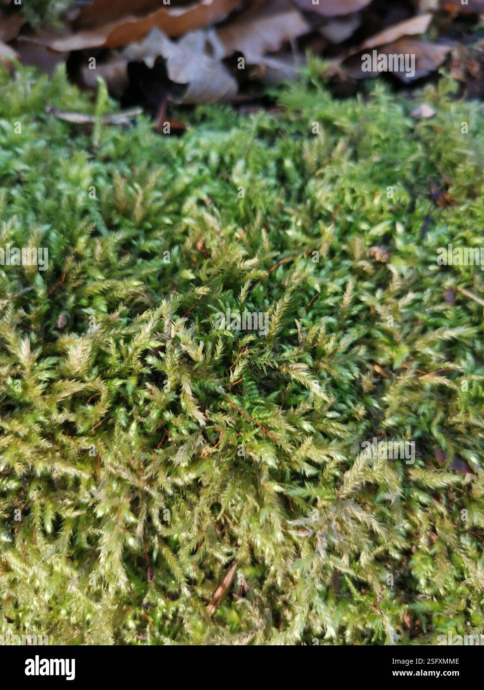 Rough-stalked Feather-moss (Brachythecium rutabulum), Plantae, Beamish ...