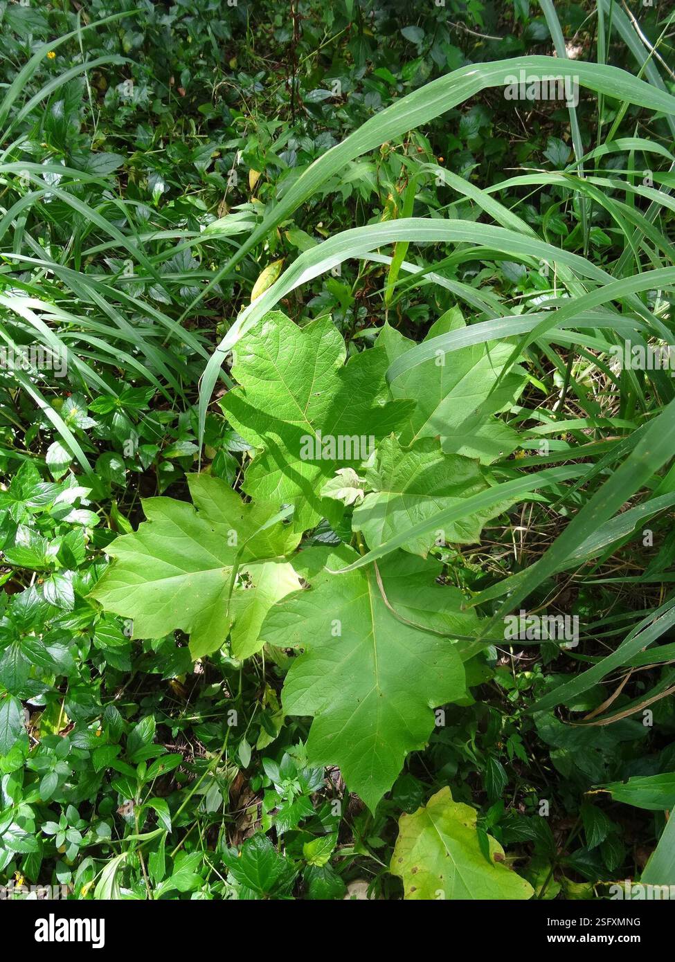 giant devil's-fig (Solanum chrysotrichum), Plantae, Brisbane QLD ...