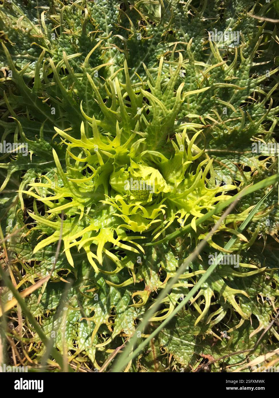 Footsteps of spring (Sanicula arctopoides), Plantae, Marin County, CA ...