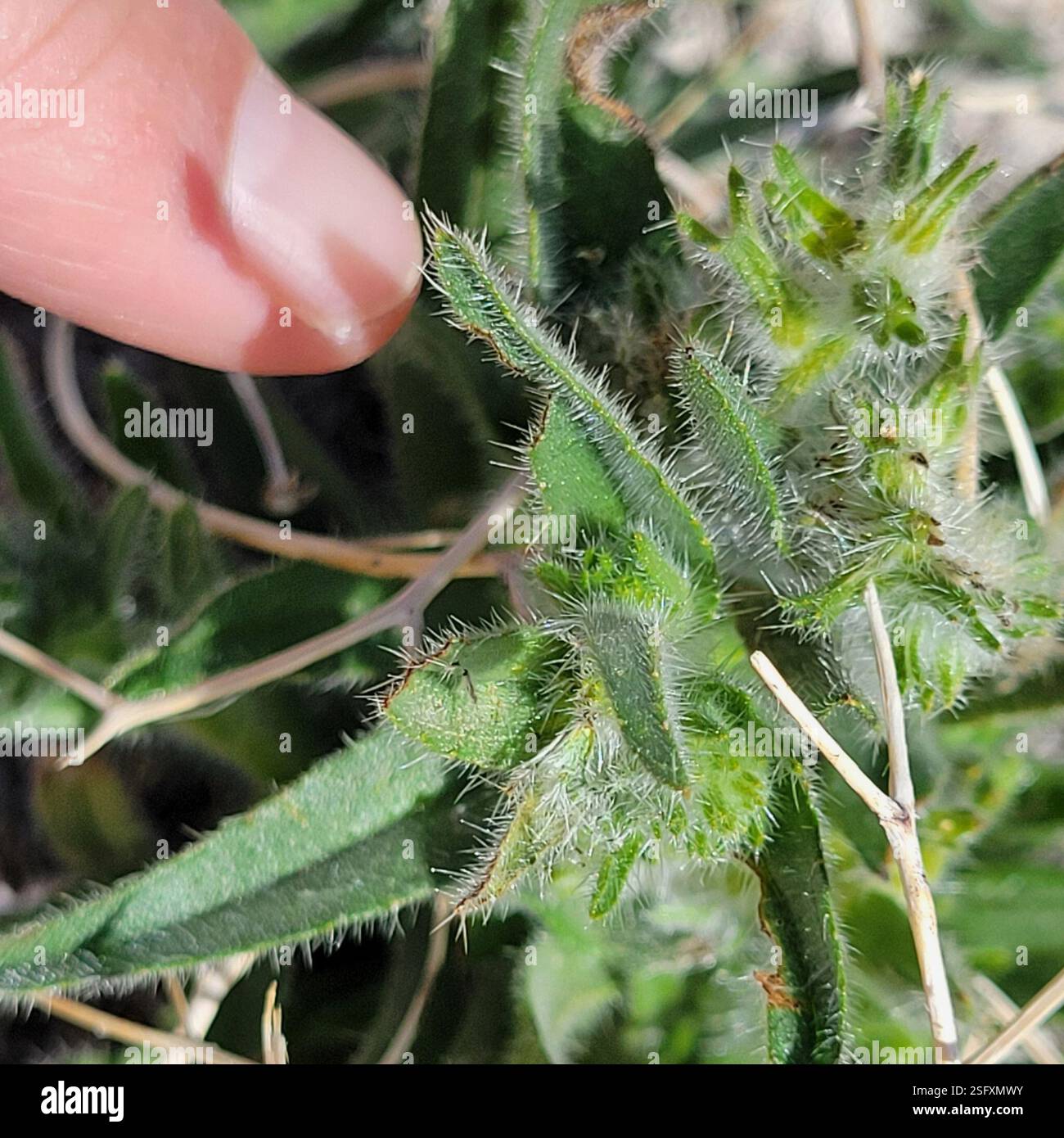 bearded cryptantha (Cryptantha barbigera), Plantae, Riverside County ...