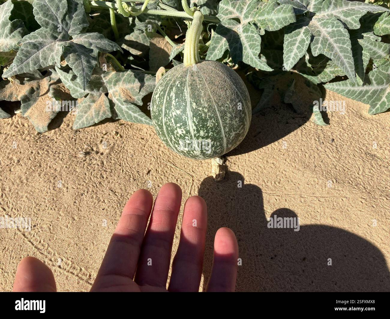 coyote melon (Cucurbita palmata), Plantae, Mojave National Preserve, San Bernardino, California ...