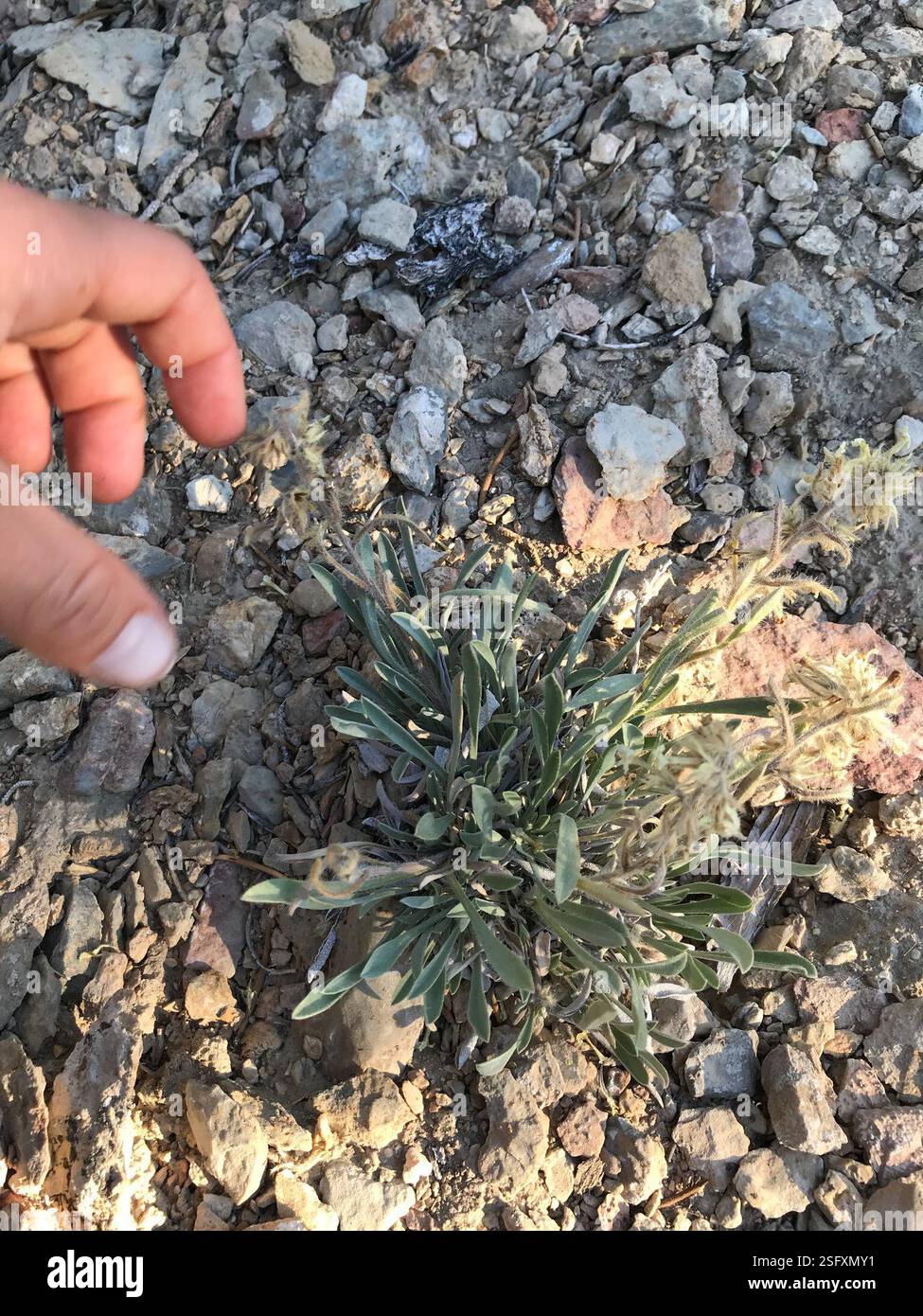 Yellow-eyed Cryptantha (Oreocarya flavoculata), Plantae, Inyo County ...