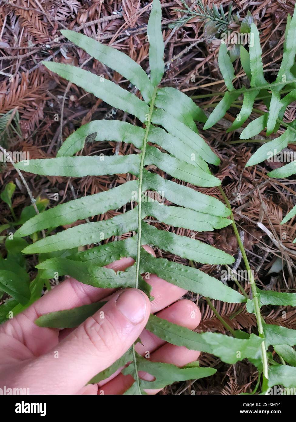 Nested Polypody (Polypodium calirhiza), Plantae, Sausalito, CA 94965 ...