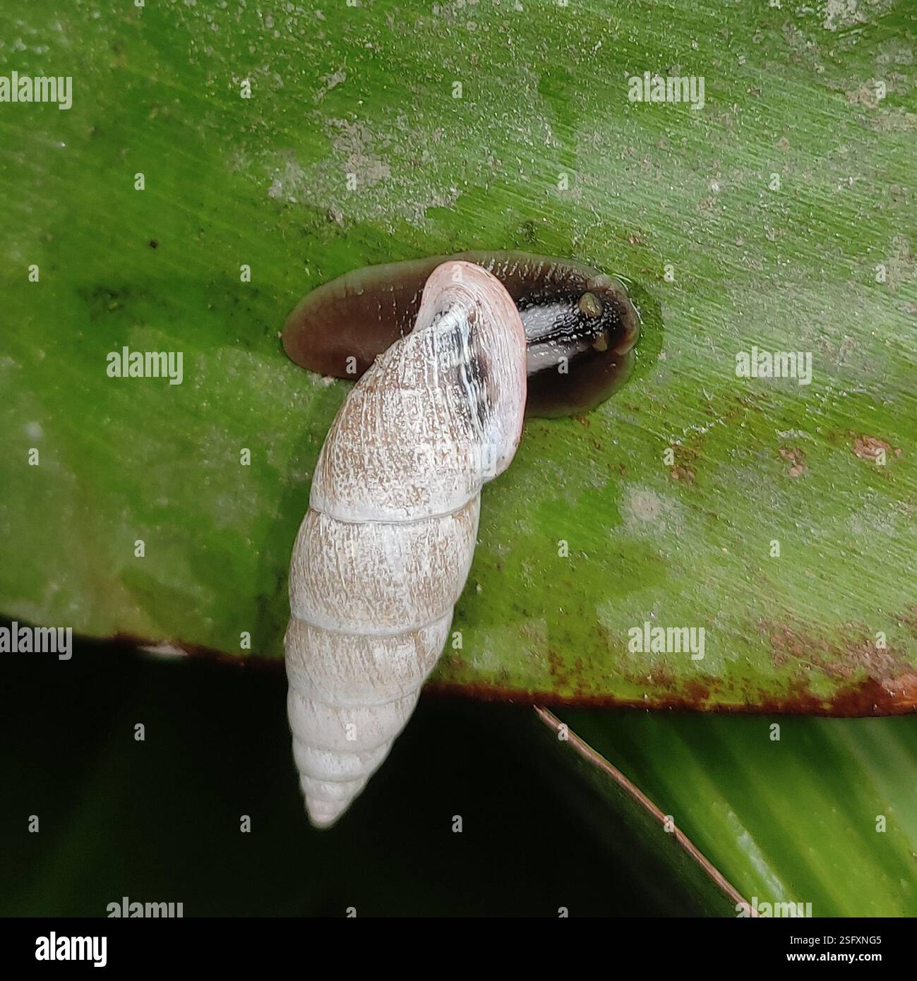 (Bahiensis punctatissimus), Mollusca, Praia Vermelha do Sul Stock Photo - Alamy