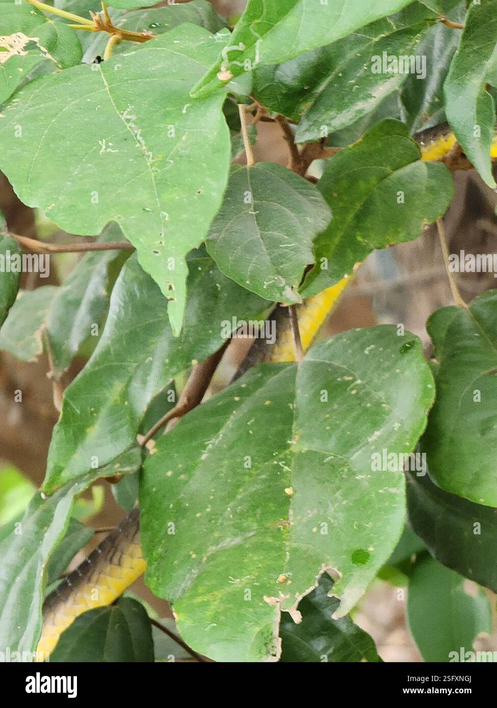 Common Tree Snake (Dendrelaphis punctulatus), Reptilia, Bouldercombe ...