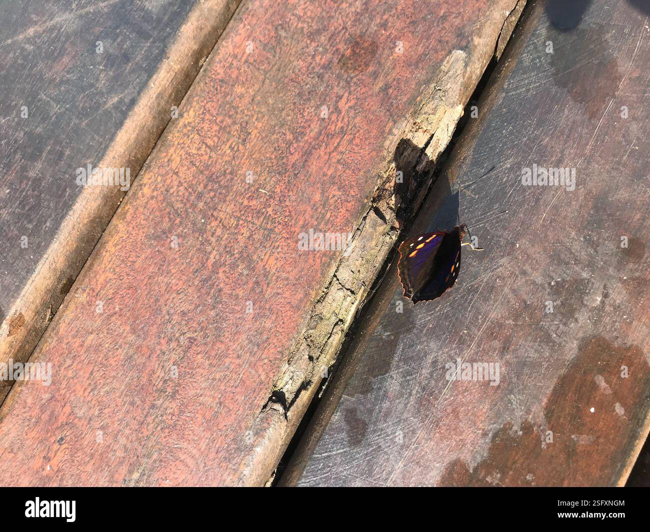 Agathina Emperor (Doxocopa agathina), Insecta, Iguaçu National Park ...