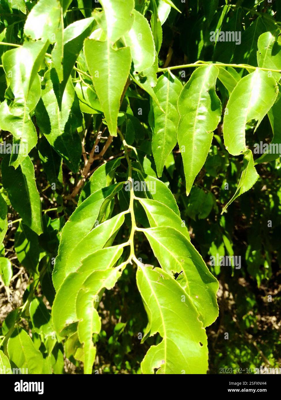 (Casearia decandra), Plantae, 37000 Departamento de Cerro Largo ...