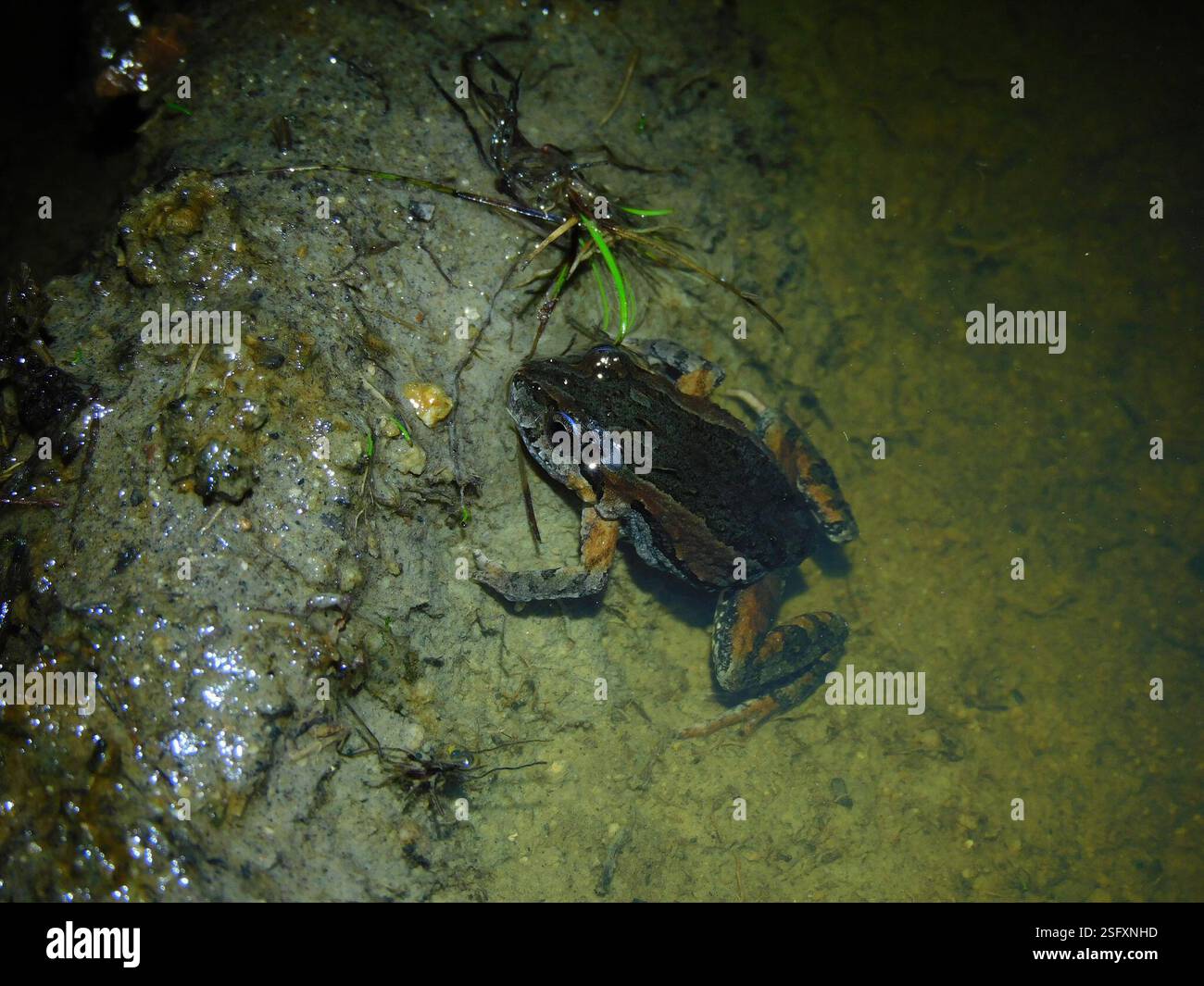 Common Eastern Froglet (Crinia signifera), Amphibia, Hobart TAS ...