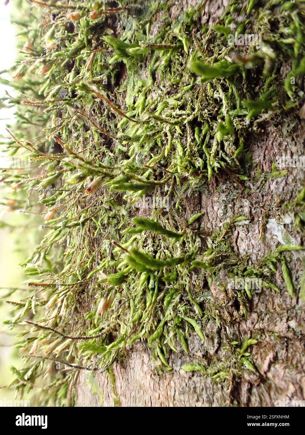Lateral Cryphaea (Cryphaea heteromalla), Plantae, Goeree-Overflakkee ...