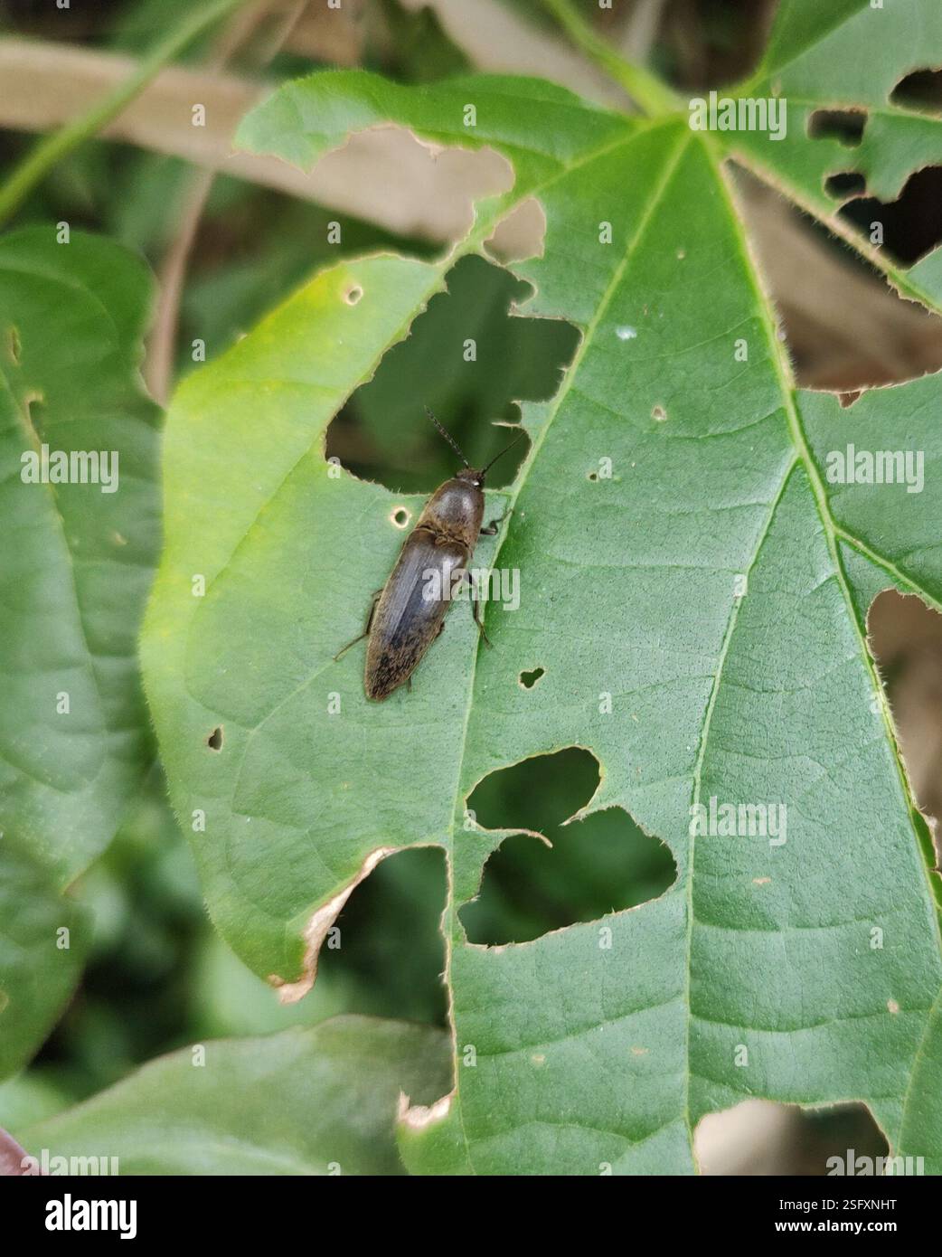 Click Beetles (Elateridae), Insecta, Avenida Luís Carlos Gentile de ...