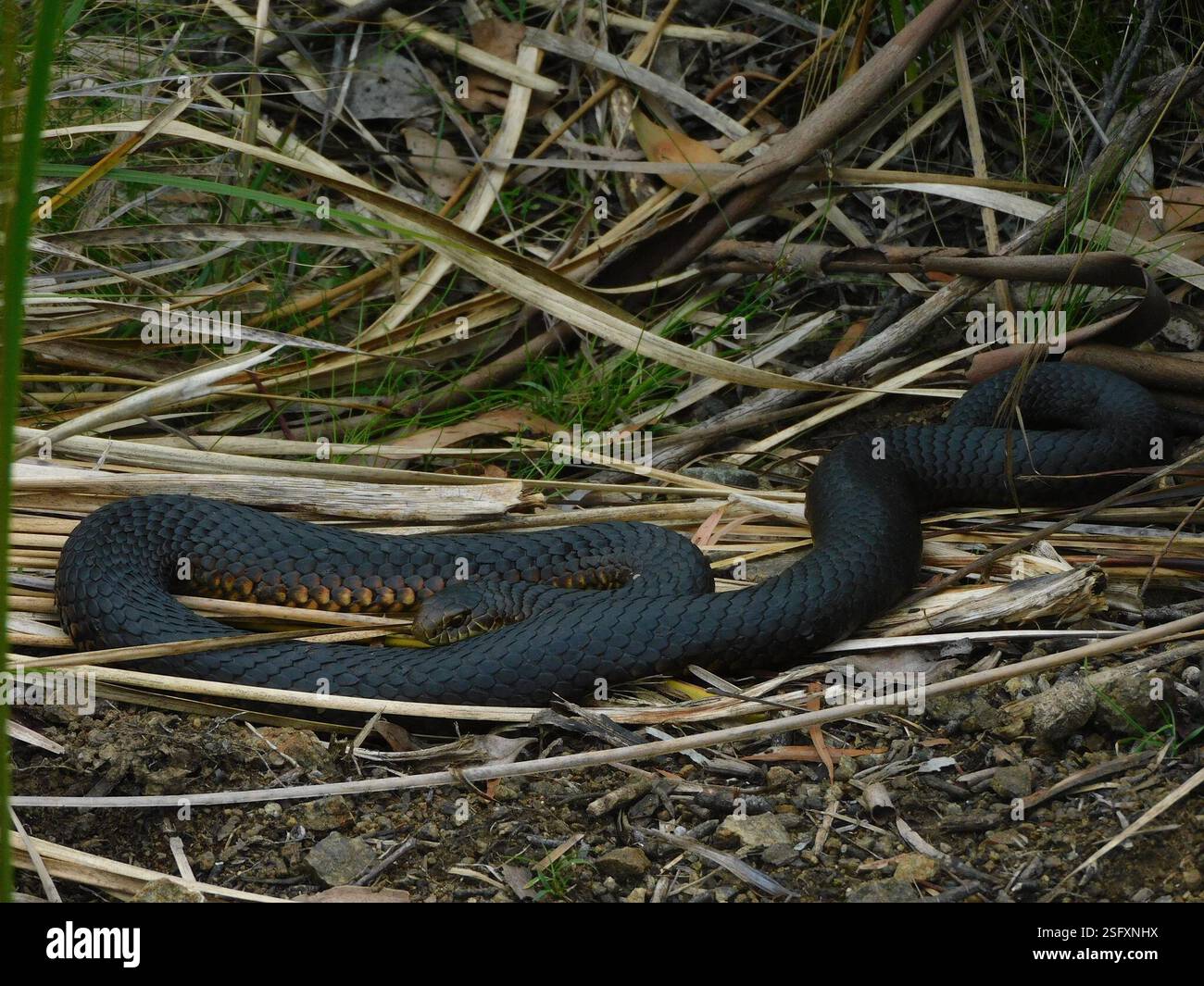 Lowlands Copperhead (Austrelaps superbus), Reptilia, Hobart TAS ...