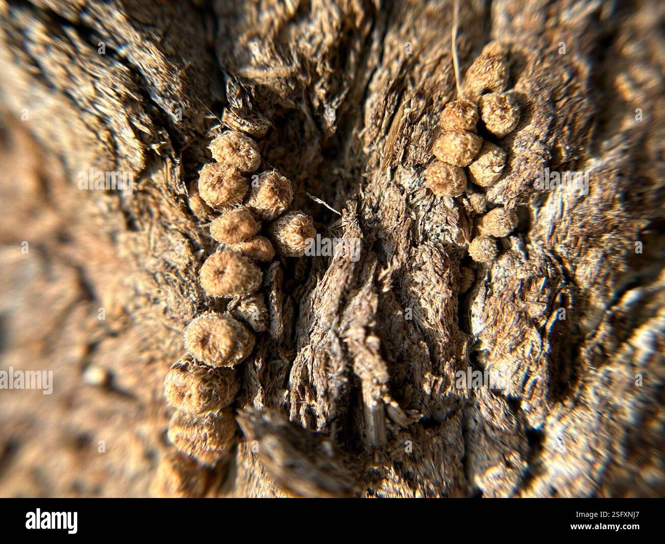 dung-loving bird's nest fungus (Cyathus stercoreus), Fungi, San Luis ...