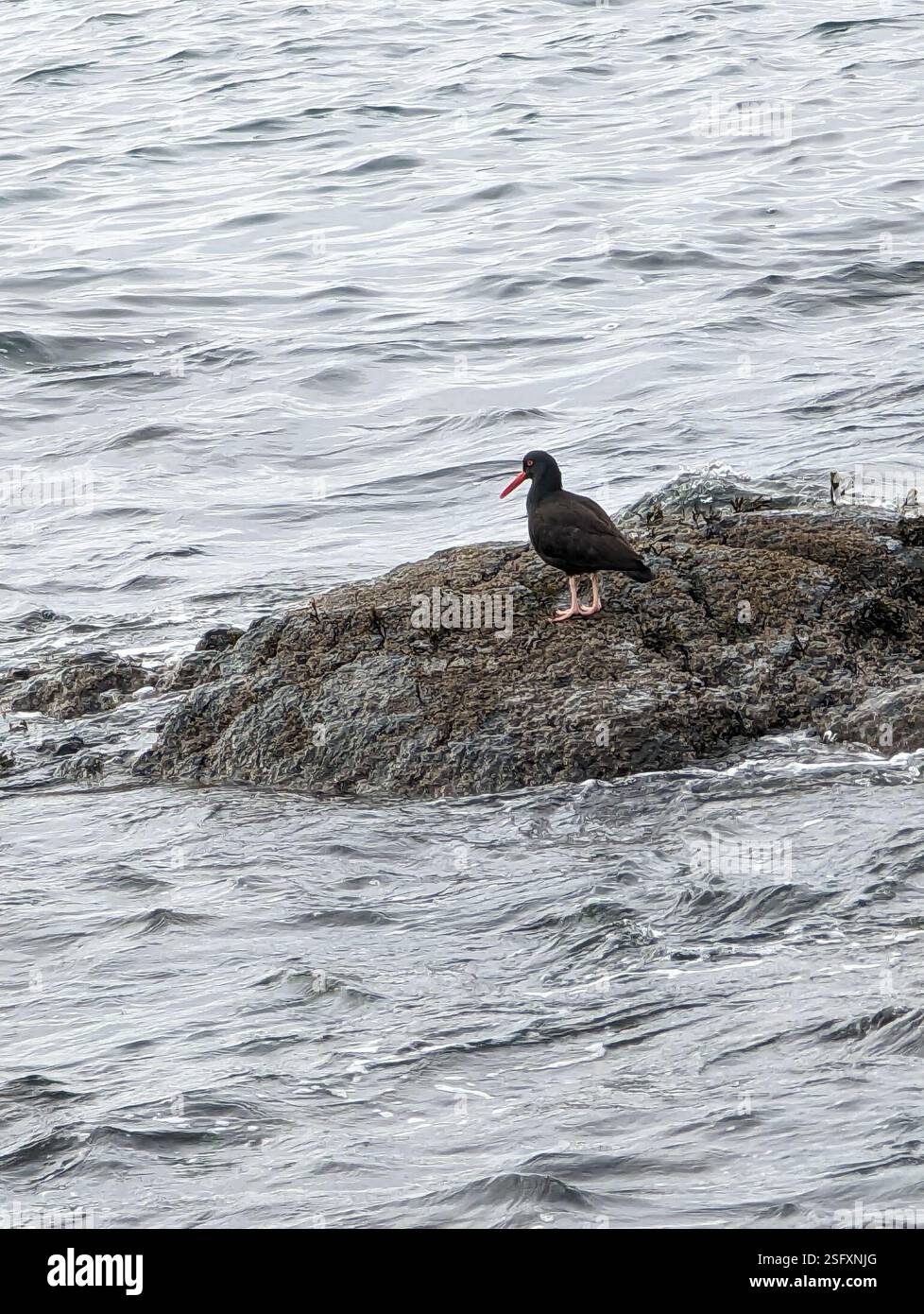 Black Oystercatcher (Haematopus bachmani), Aves, Victoria, BC, Canada ...