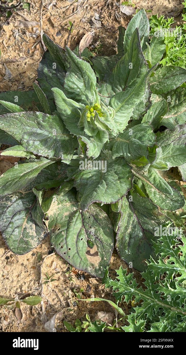 Texas ragwort (Senecio ampullaceus), Plantae, Ledbetter Stock Photo - Alamy
