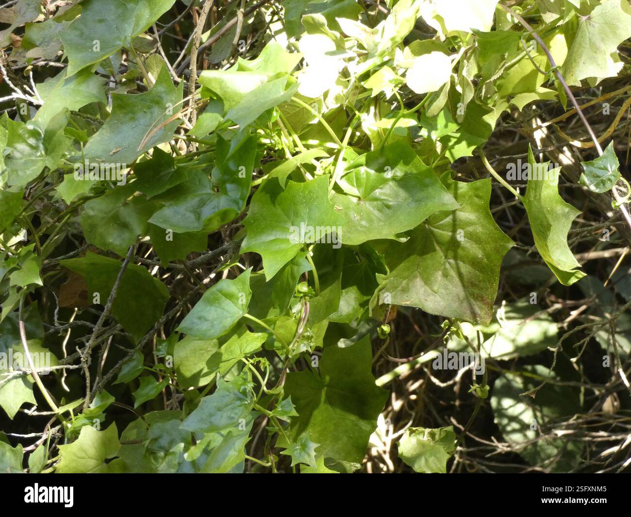 Cape-ivy (Delairea odorata), Plantae, pellines Stock Photo - Alamy