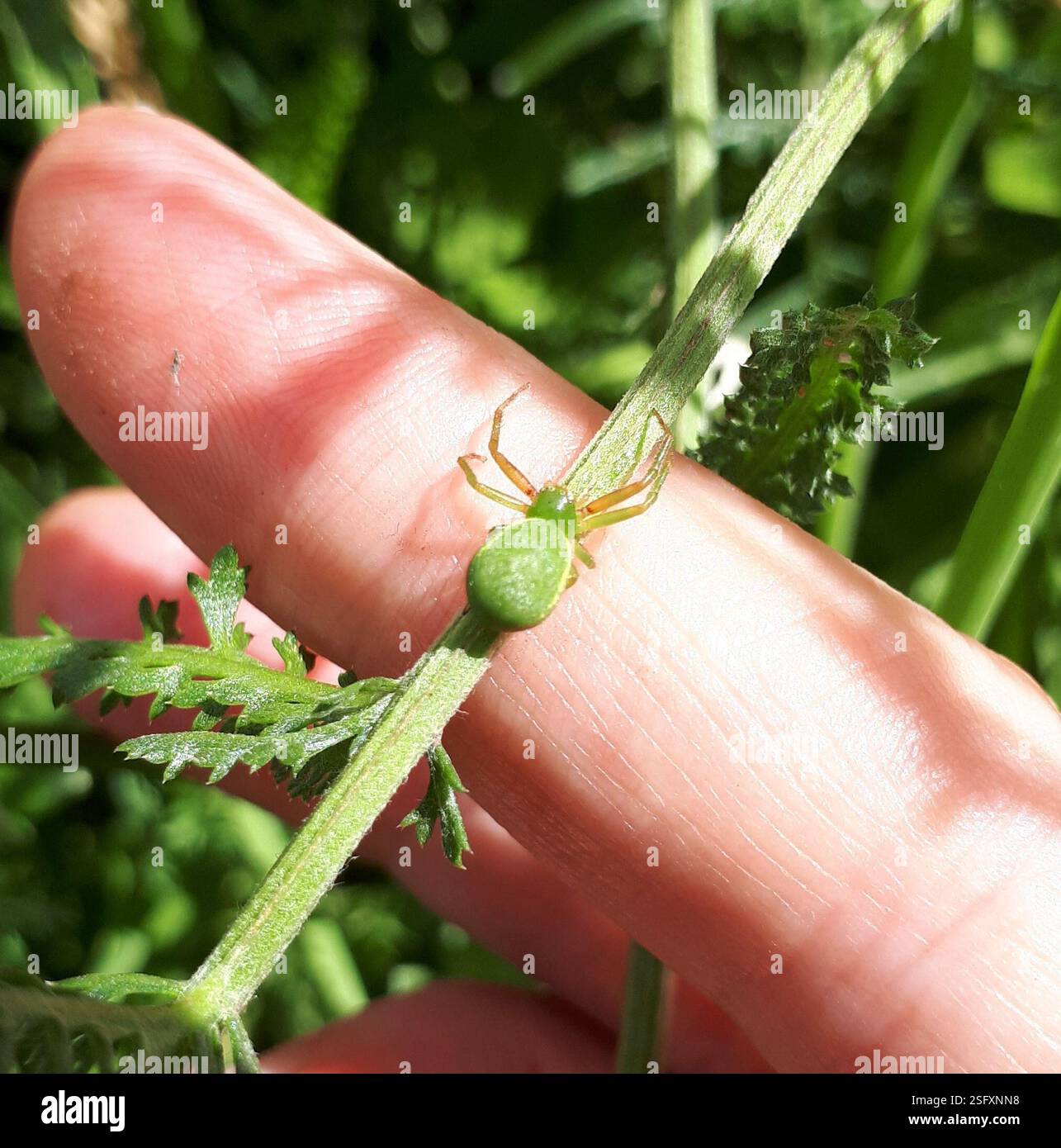 Flower Spiders (Diaea), Arachnida, 4036958, Normandale, Lower Hutt 5010 ...