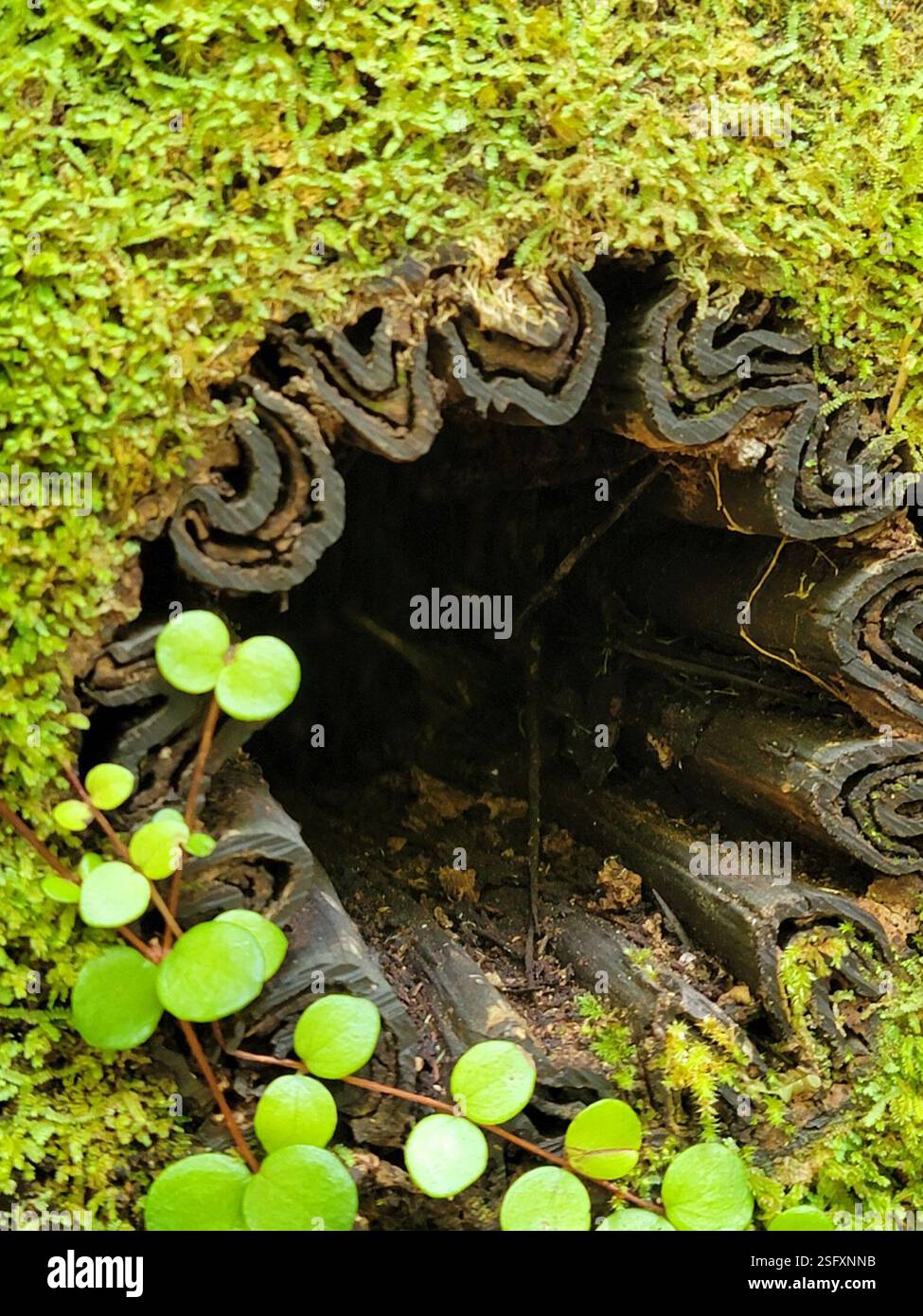 silver fern (Cyathea dealbata), Plantae, 7183, New Zealand Stock Photo ...