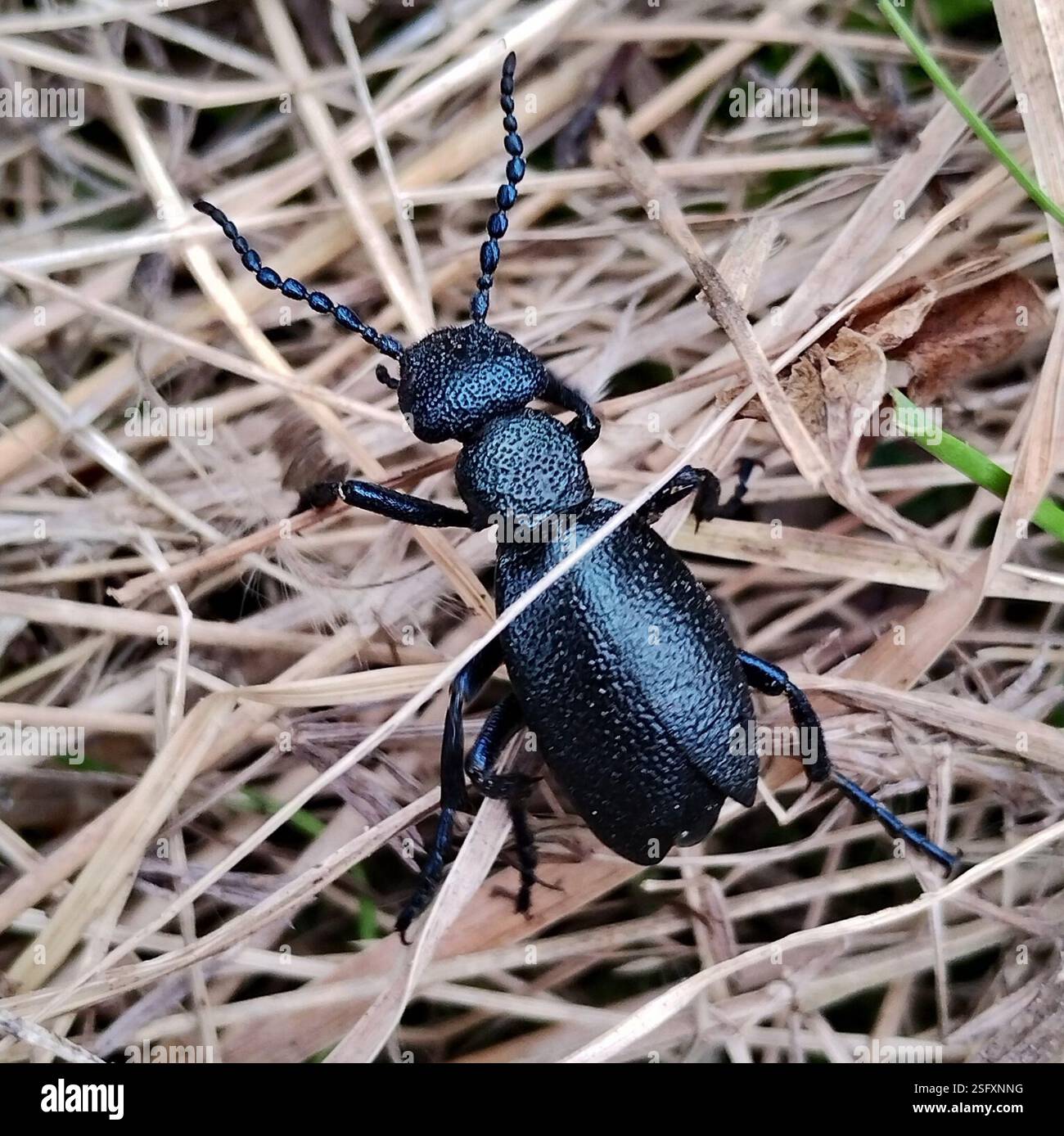 Black Oil Beetle (Meloe proscarabaeus), Insecta, Kosanin dol ...