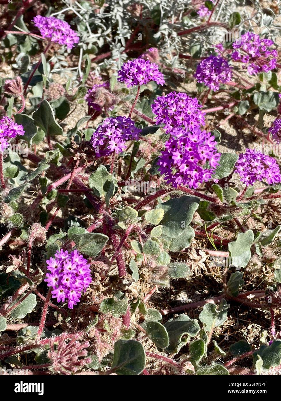 Hairy Sand Verbena (Abronia villosa villosa), Plantae, Borrego Springs ...