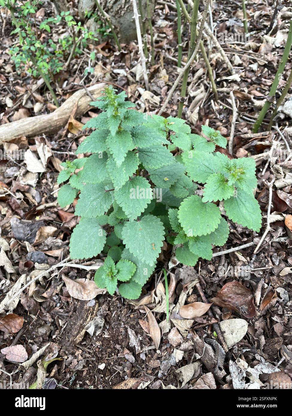 heartleaf nettle (Urtica chamaedryoides), Plantae, Winkler Park, Moody ...