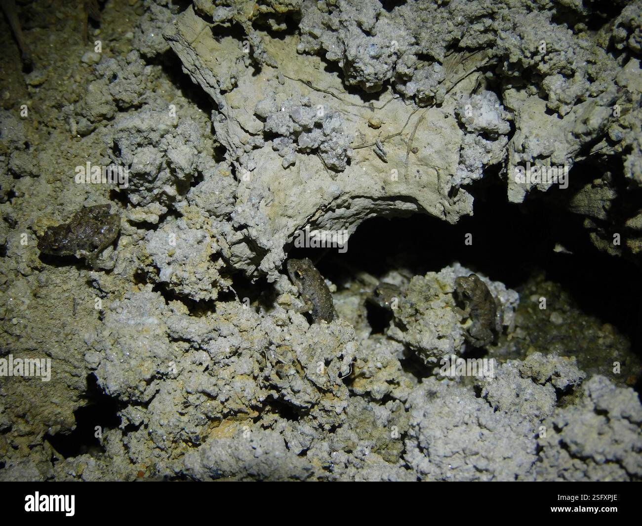 Typical Froglets (Crinia), Amphibia, Euroa VIC 3666, Australia Stock ...