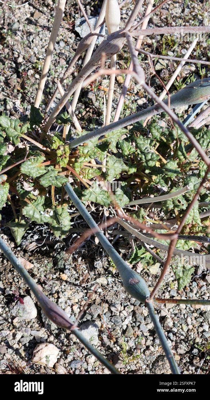 Desert Trumpet (Eriogonum inflatum), Plantae, Whitewater Canyon ...