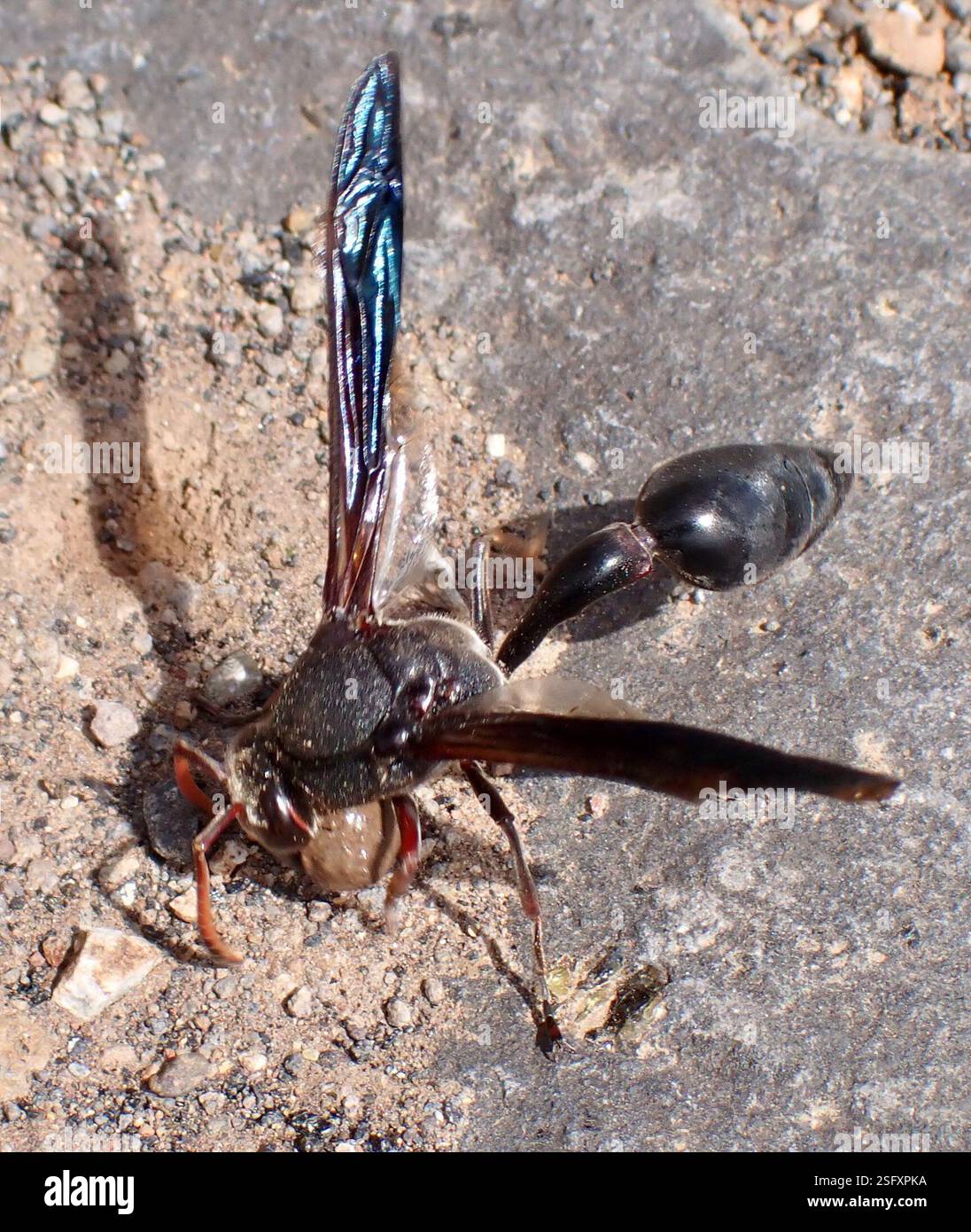 Black Mud Wasp (Delta emarginatum), Insecta, Santo Antão, Cape Verde ...