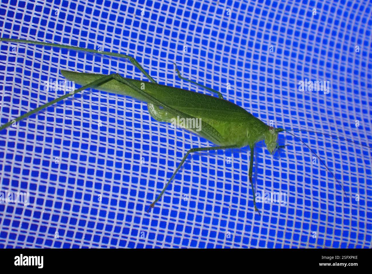 Sickle-bearing Bushcrickets (Phaneroptera), Insecta, Santo Antão, Cape ...