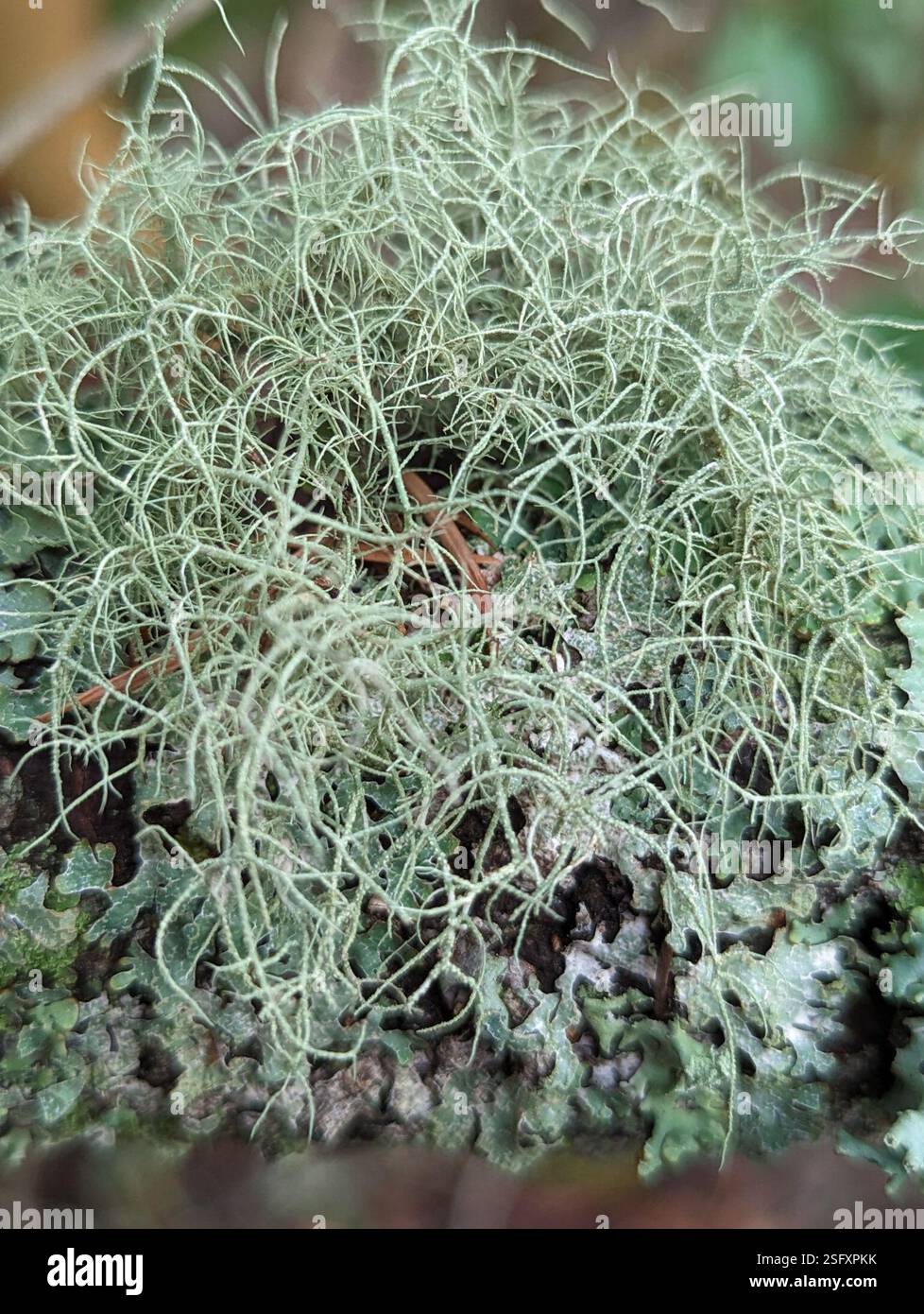 Boreal Beard Lichen (Usnea subfloridana), Fungi, West Vancouver, BC V7W ...