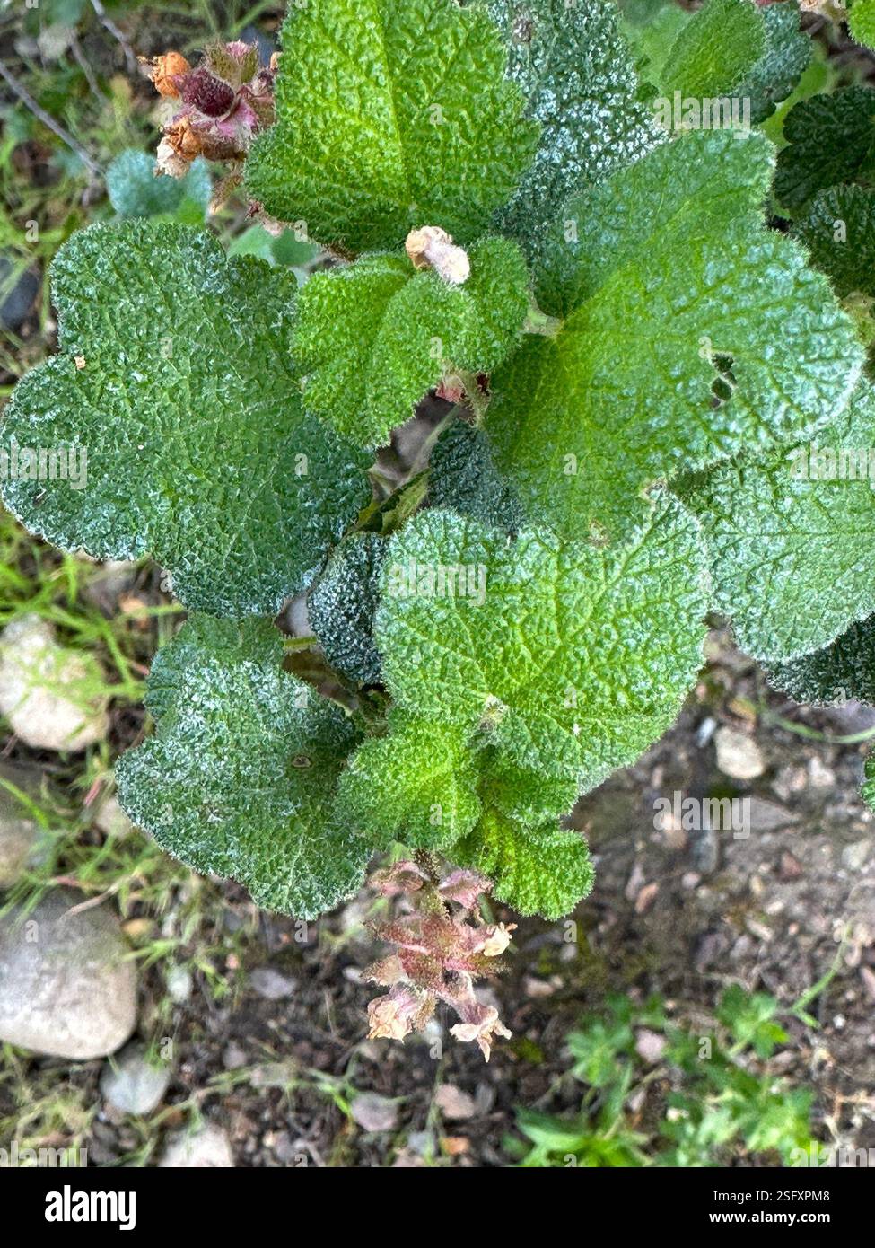 Chaparral Currant (Ribes malvaceum), Plantae, Whiting Ranch Wilderness ...