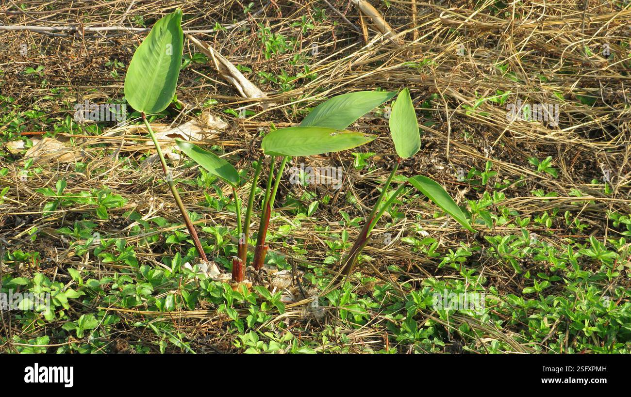 alligator flag (Thalia geniculata), Plantae, Чианг Май, Таиланд Stock ...