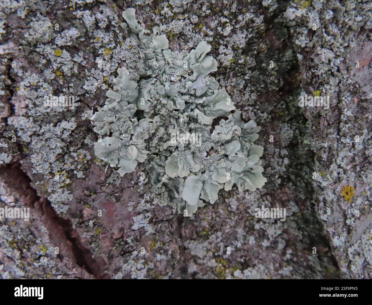 common greenshield lichen (Flavoparmelia caperata), Fungi, Story Hill ...