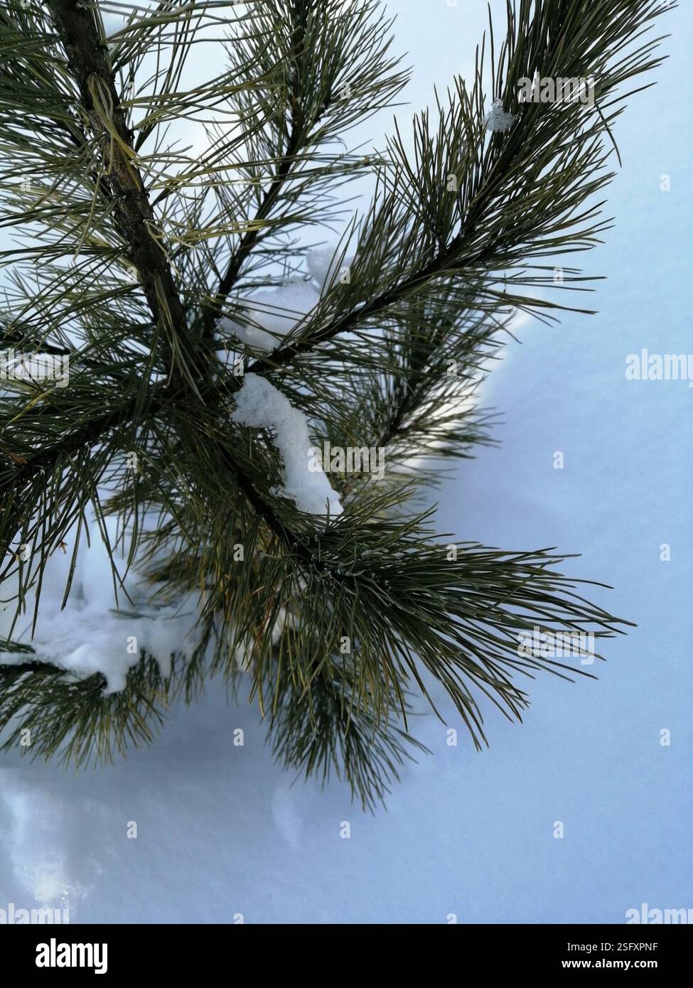 Siberian pine (Pinus sibirica), Plantae, Октябрьский, Иркутская обл ...