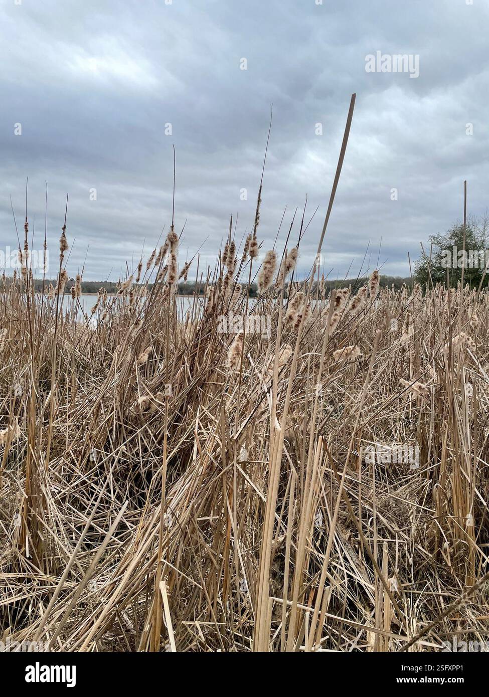 Cattails (Typha), Plantae, Fairfield Lake State Park, Fairfield, TX, US ...