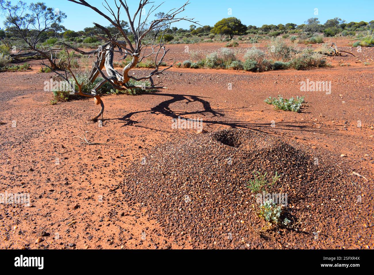 A giant ant nest stands tall in the arid Western Australian desert near ...