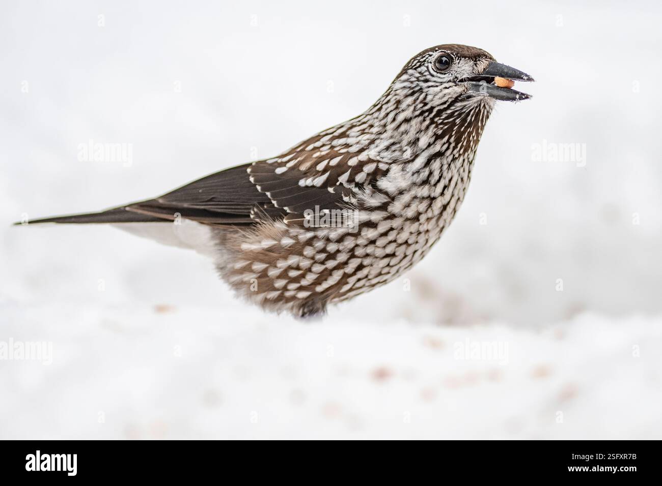 Northern nutcracker (Nucifraga caryocatactes) from Hov, eastern Norway ...