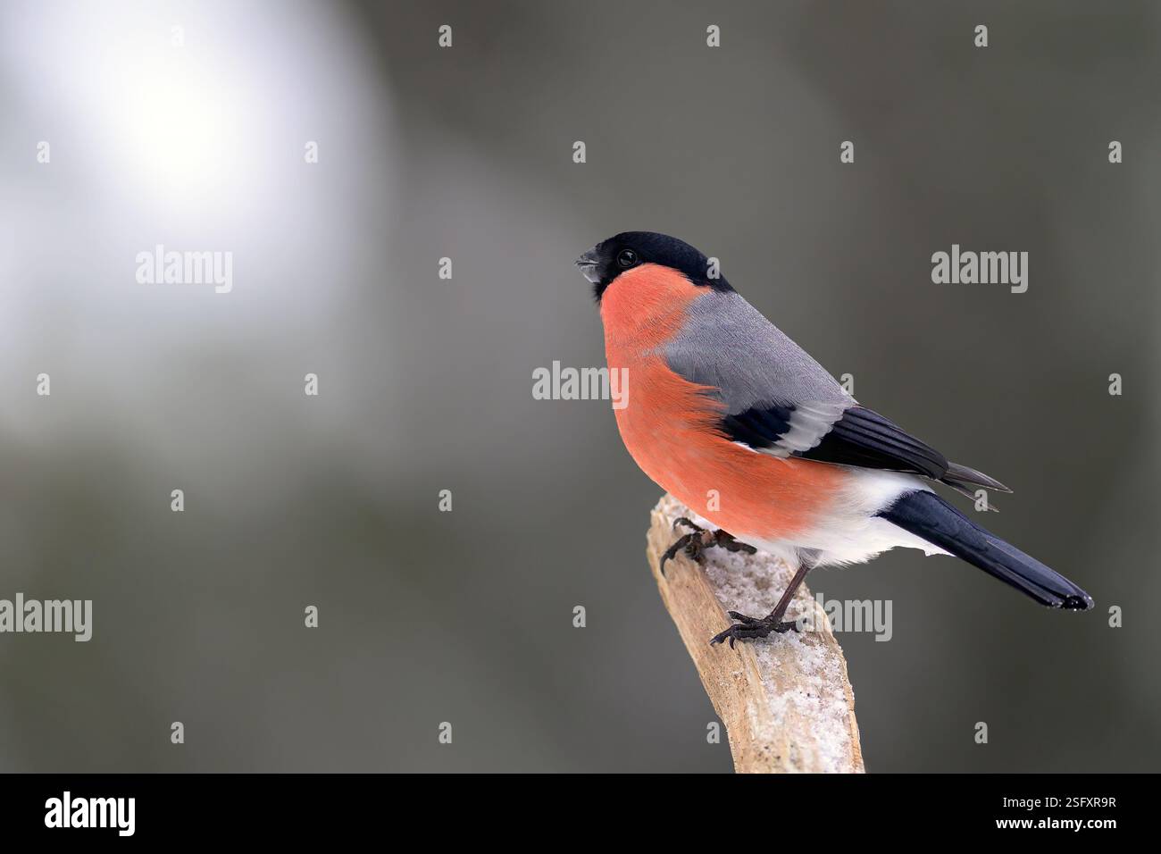 Male bullfinch (Pyrrhula pyrrhula) from Hov, eastern Norway in February ...
