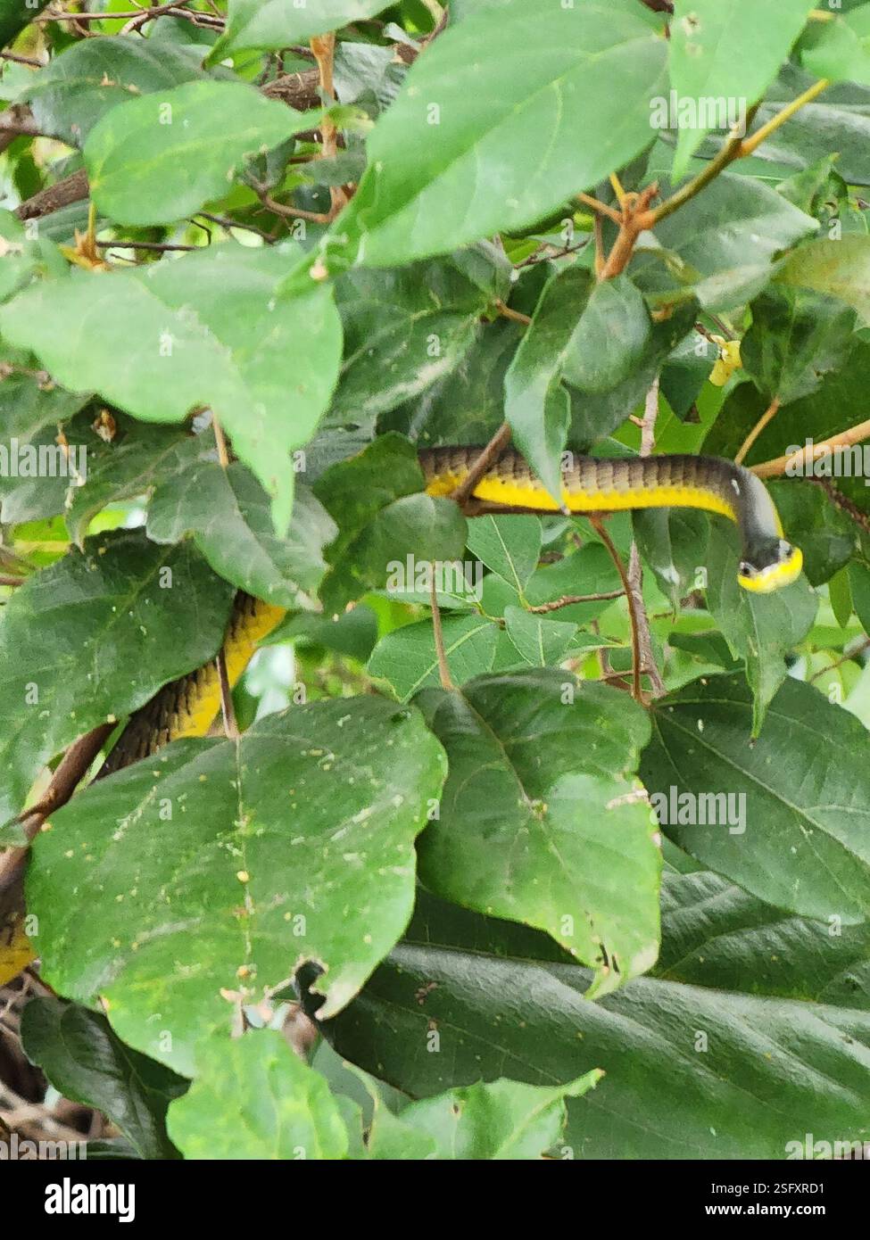 Common Tree Snake (Dendrelaphis punctulatus), Reptilia, Bouldercombe ...
